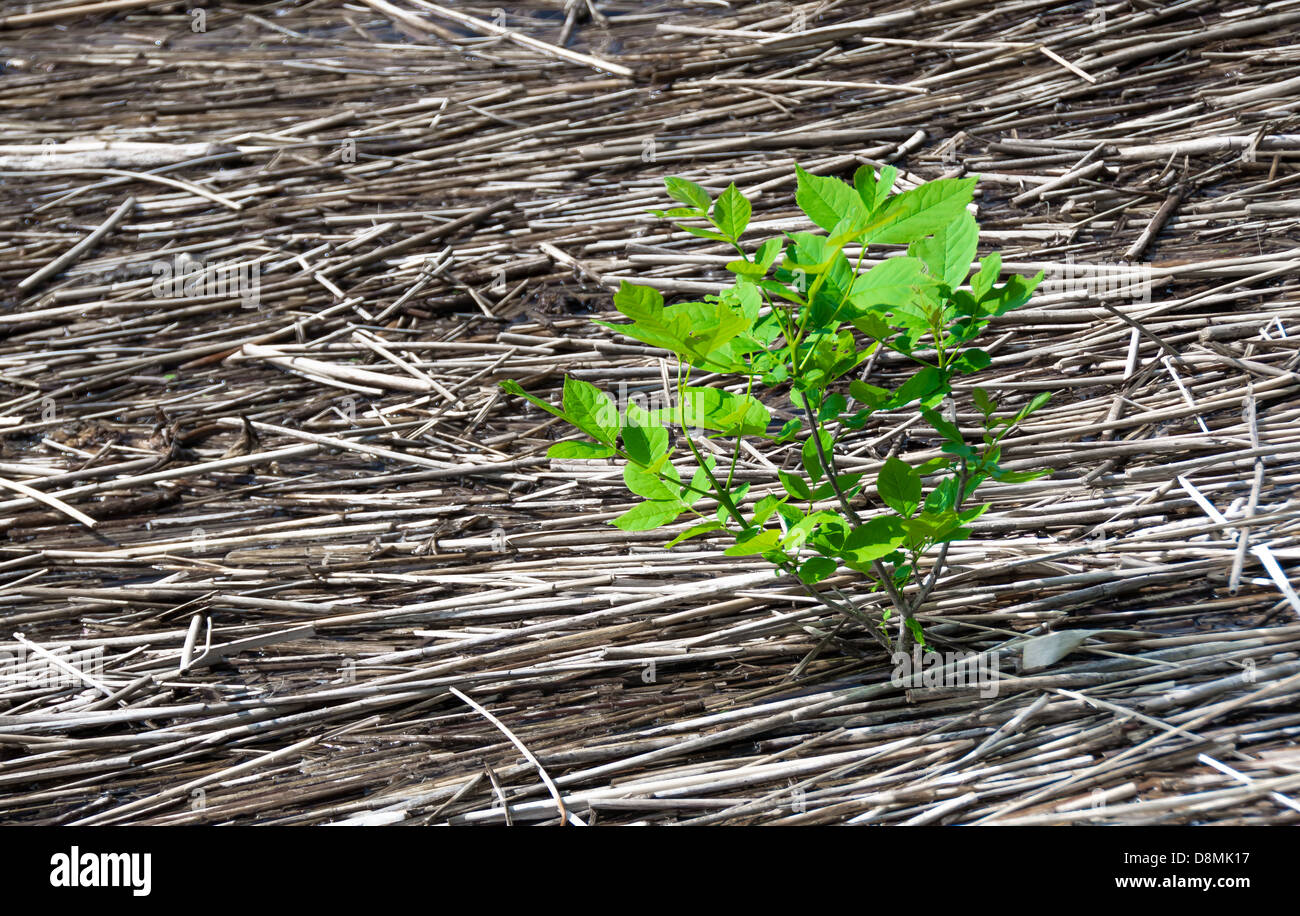 Small Green Tree Grows Between Reed Cover Stock Photo - Alamy