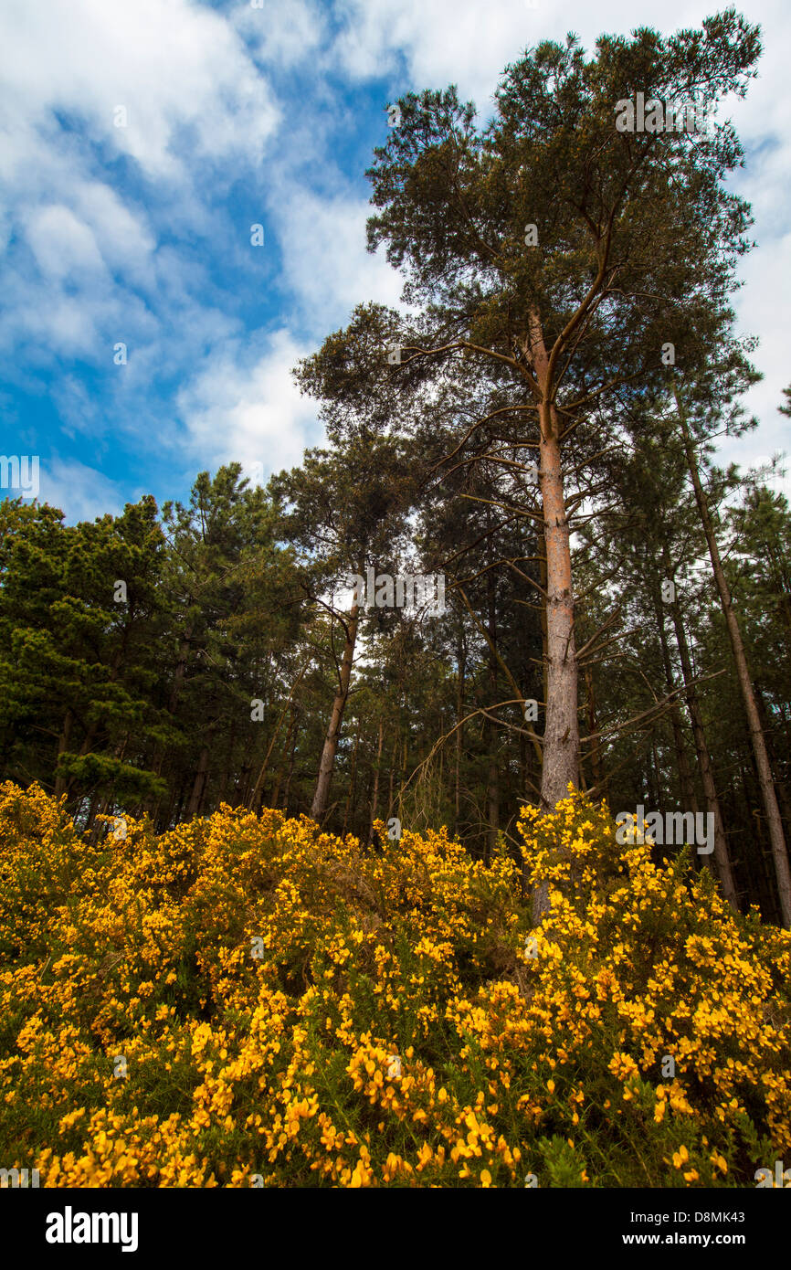 Pine tree blowing in the wind Stock Photo - Alamy