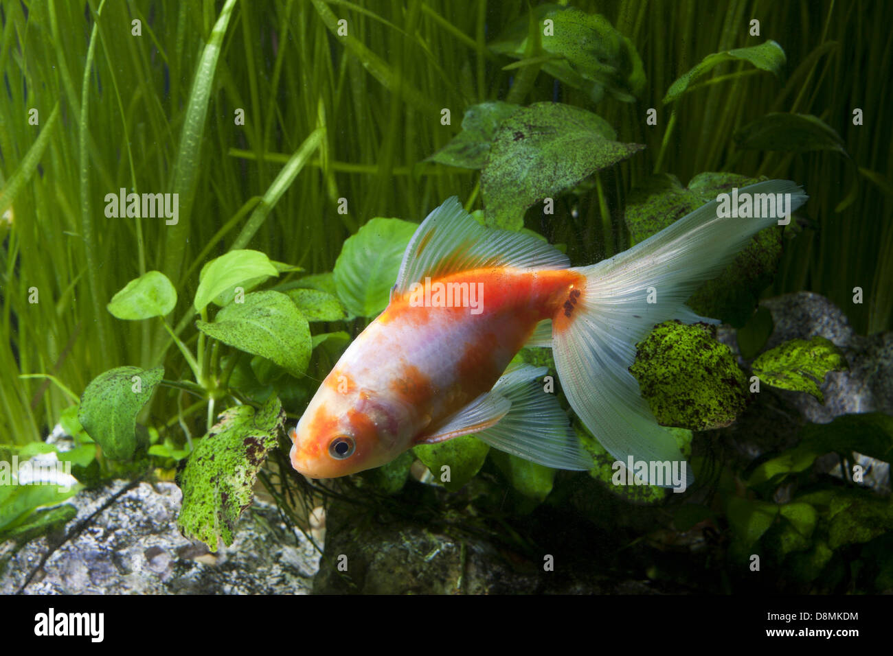 Gold fish in aquarium Stock Photo - Alamy