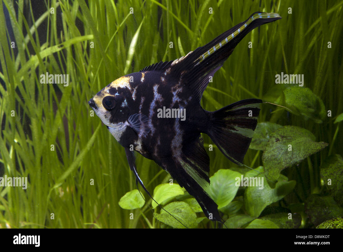 Angel fish hi-res stock photography and images - Alamy