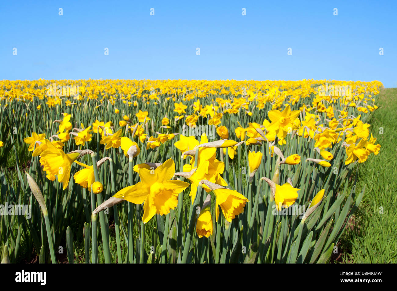 Daffodil fields in Cornwall, UK Stock Photo - Alamy