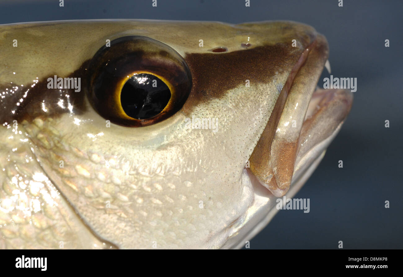 Mangrove snapper hi-res stock photography and images - Alamy