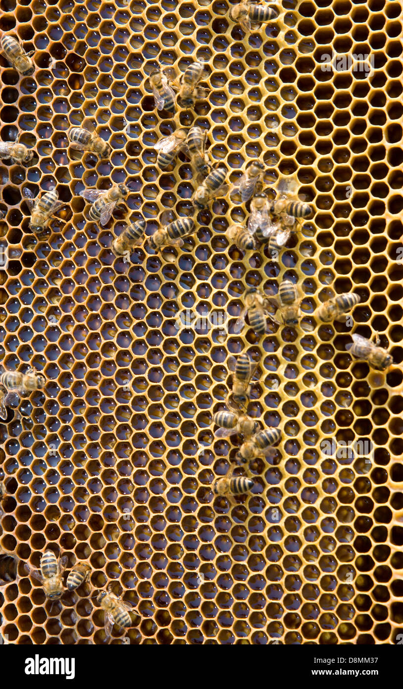 Honeycomb textures hi-res stock photography and images - Alamy