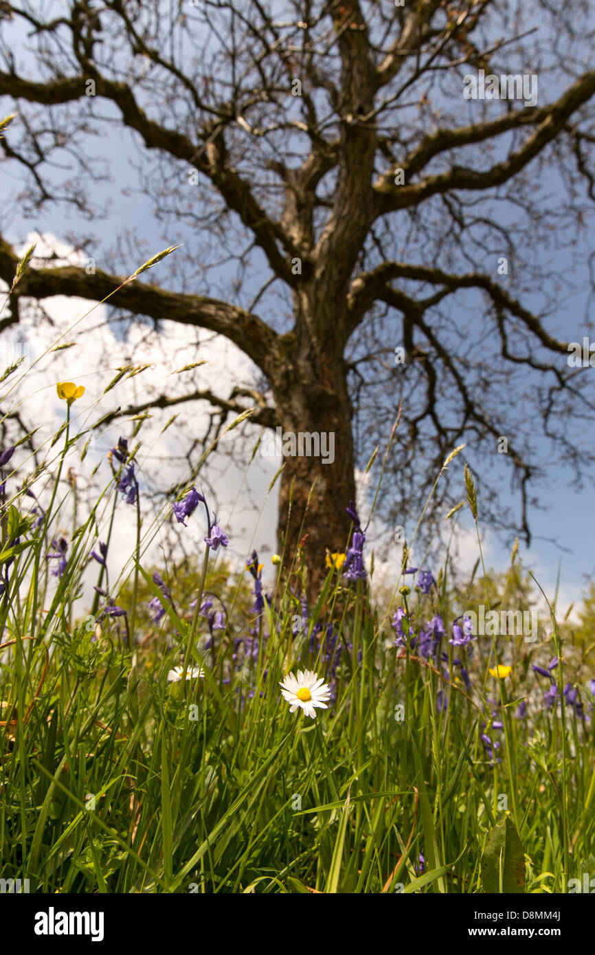Lake district in spring hi-res stock photography and images - Alamy