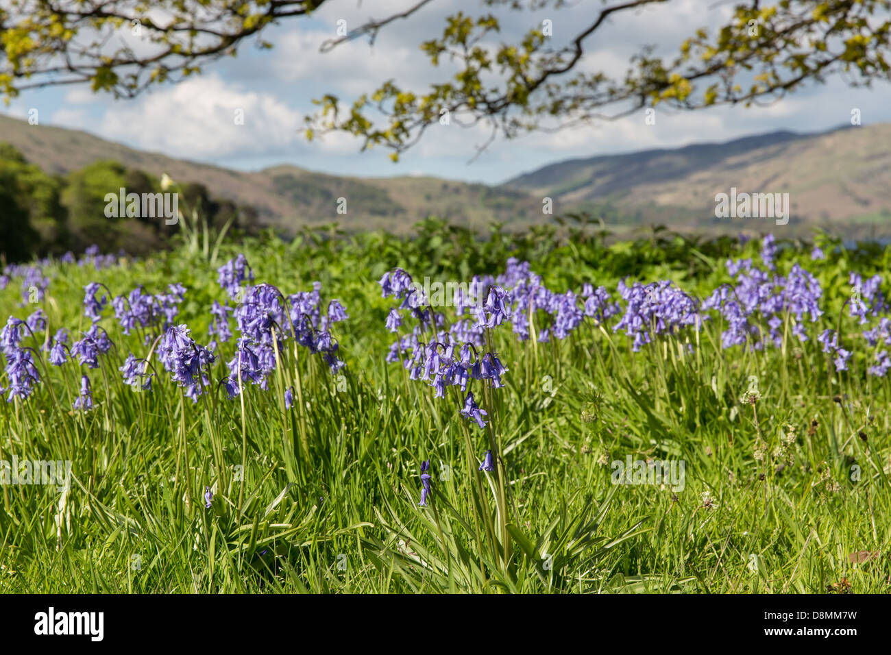 Spring bluebells, Ullswater in the UK Lake District Stock Photo - Alamy