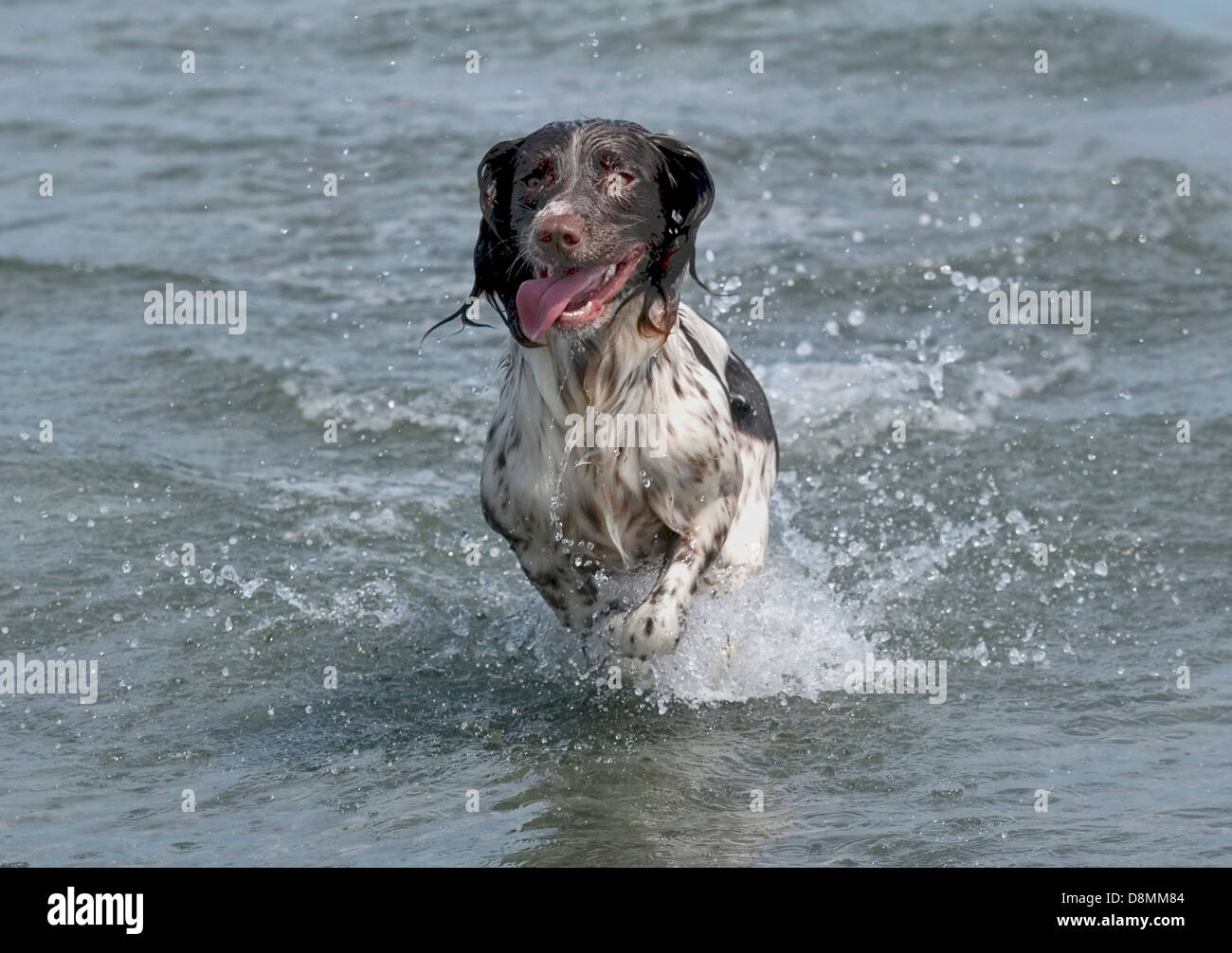 Springer Spaniel running along beach, Gabriola, British Columbia ...