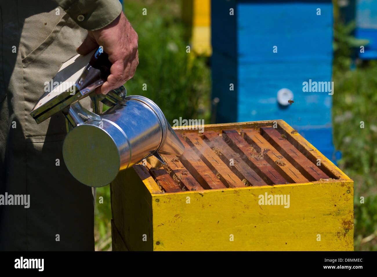 Beekeeper working on beehive Stock Photo - Alamy