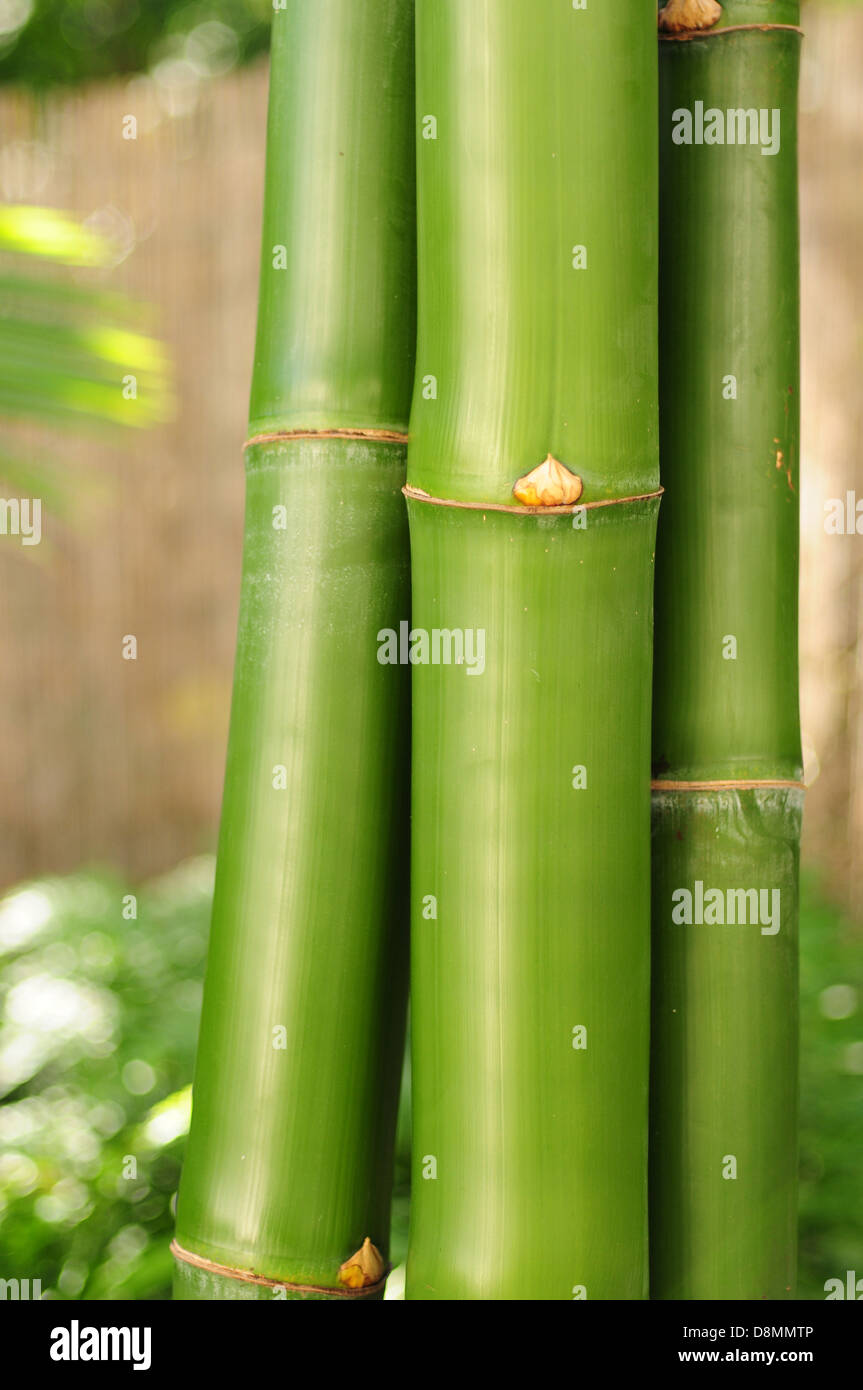 Three bamboo branches in outdoor setting Stock Photo - Alamy