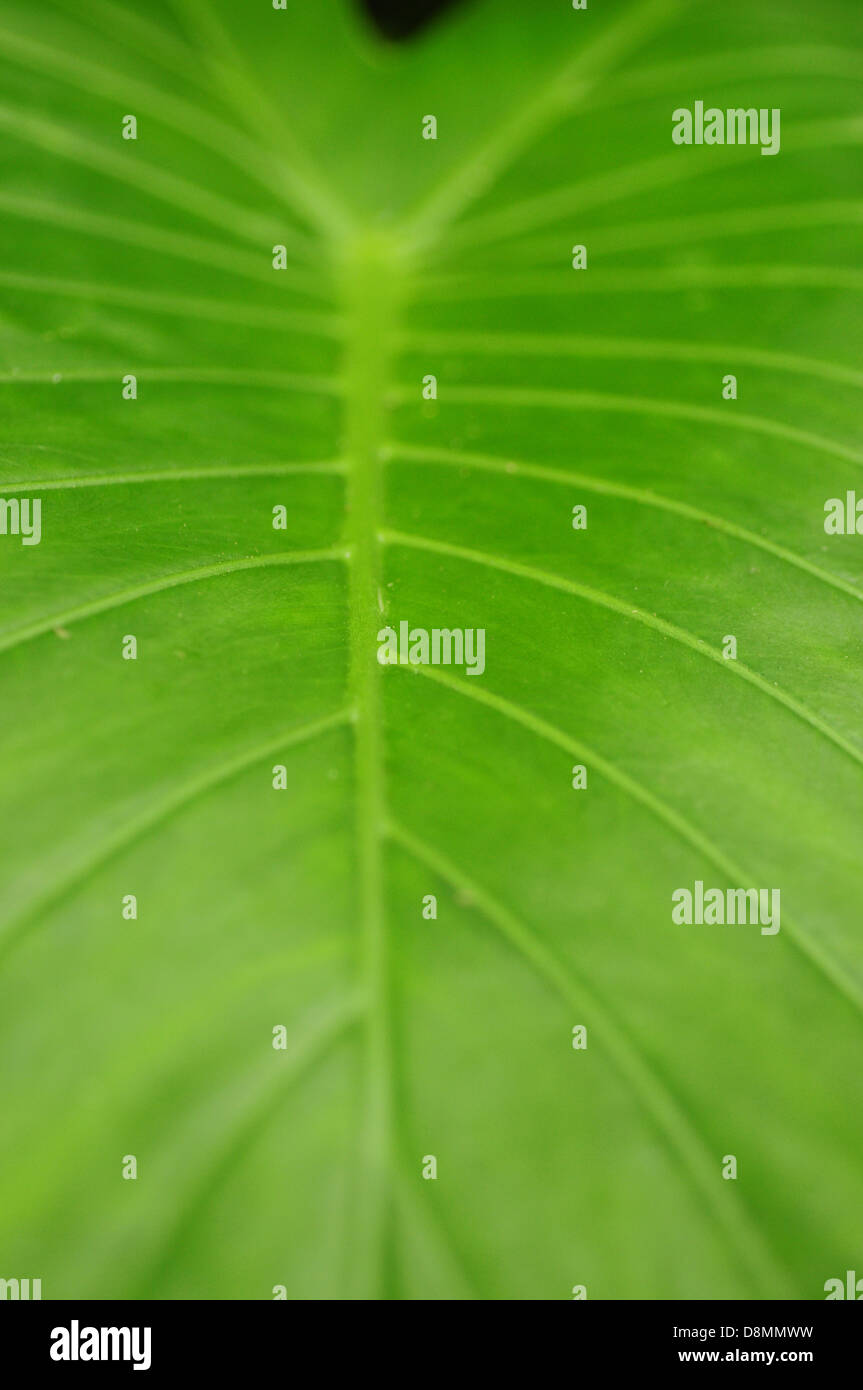 Nature background of green leaf Stock Photo - Alamy