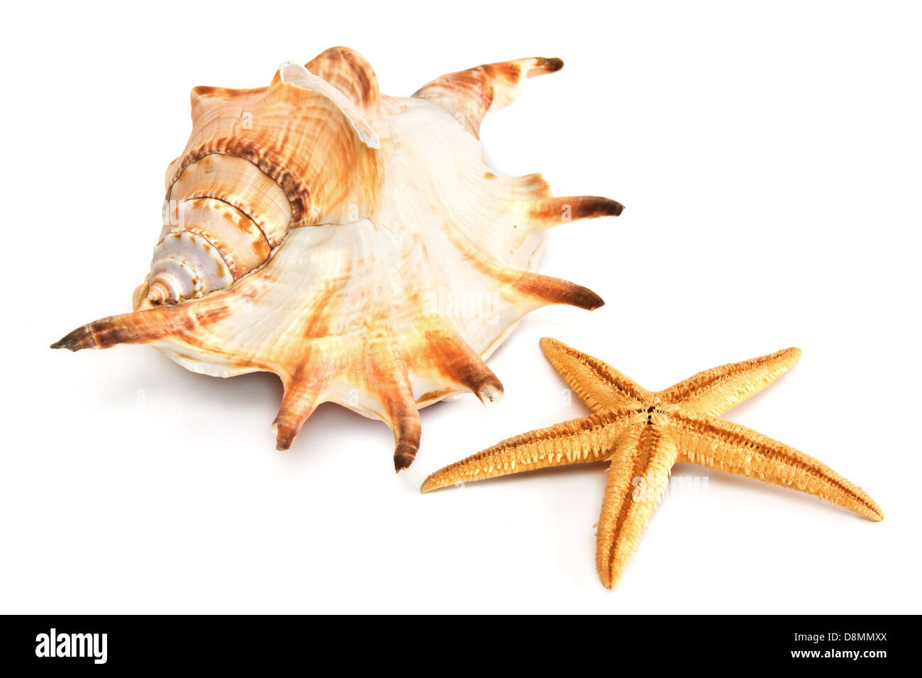 Starfish and seashell isolated from white Stock Photo - Alamy