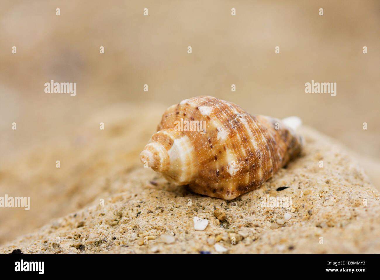 Seashell isolated from white Stock Photo - Alamy