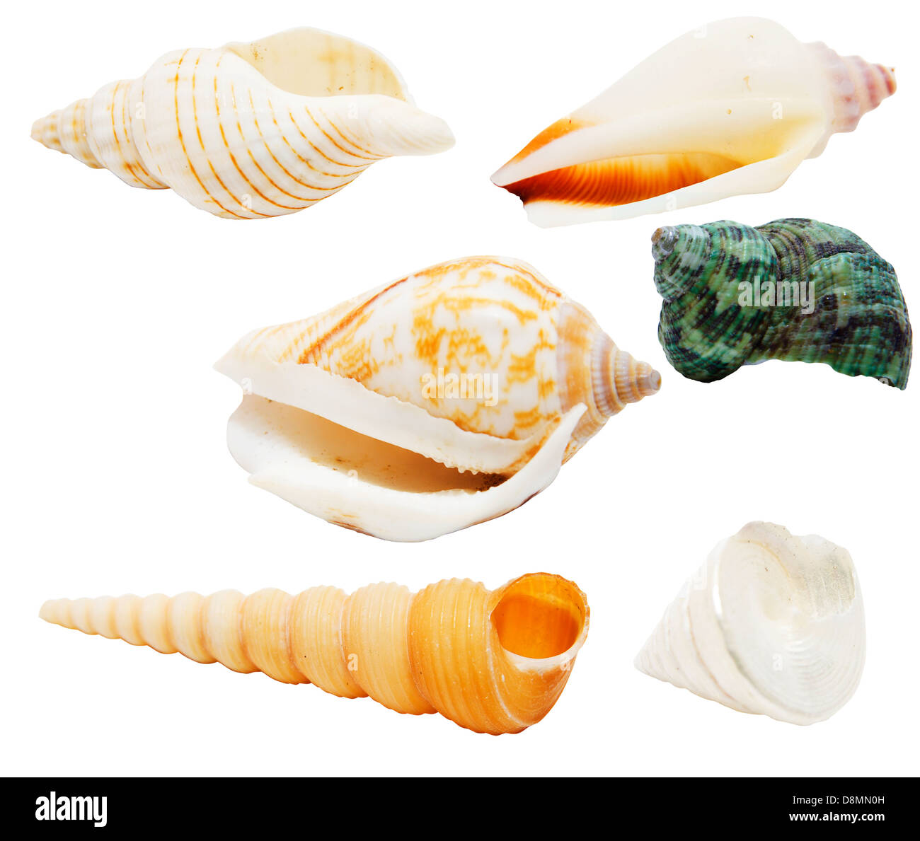 Seashells isolated with clipping path Stock Photo - Alamy