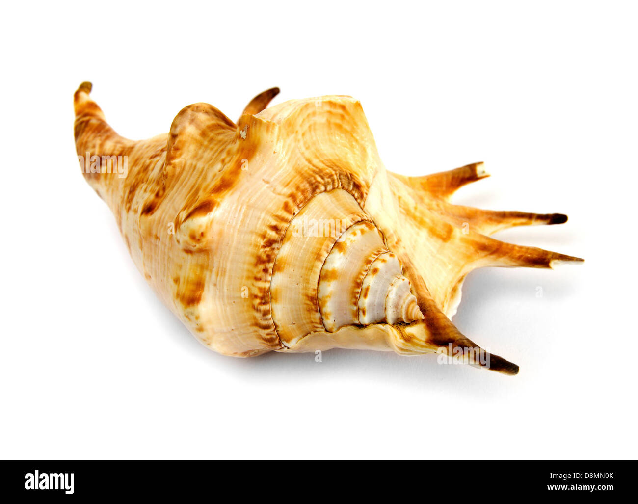 Still life seashell Cut Out Stock Images & Pictures - Alamy