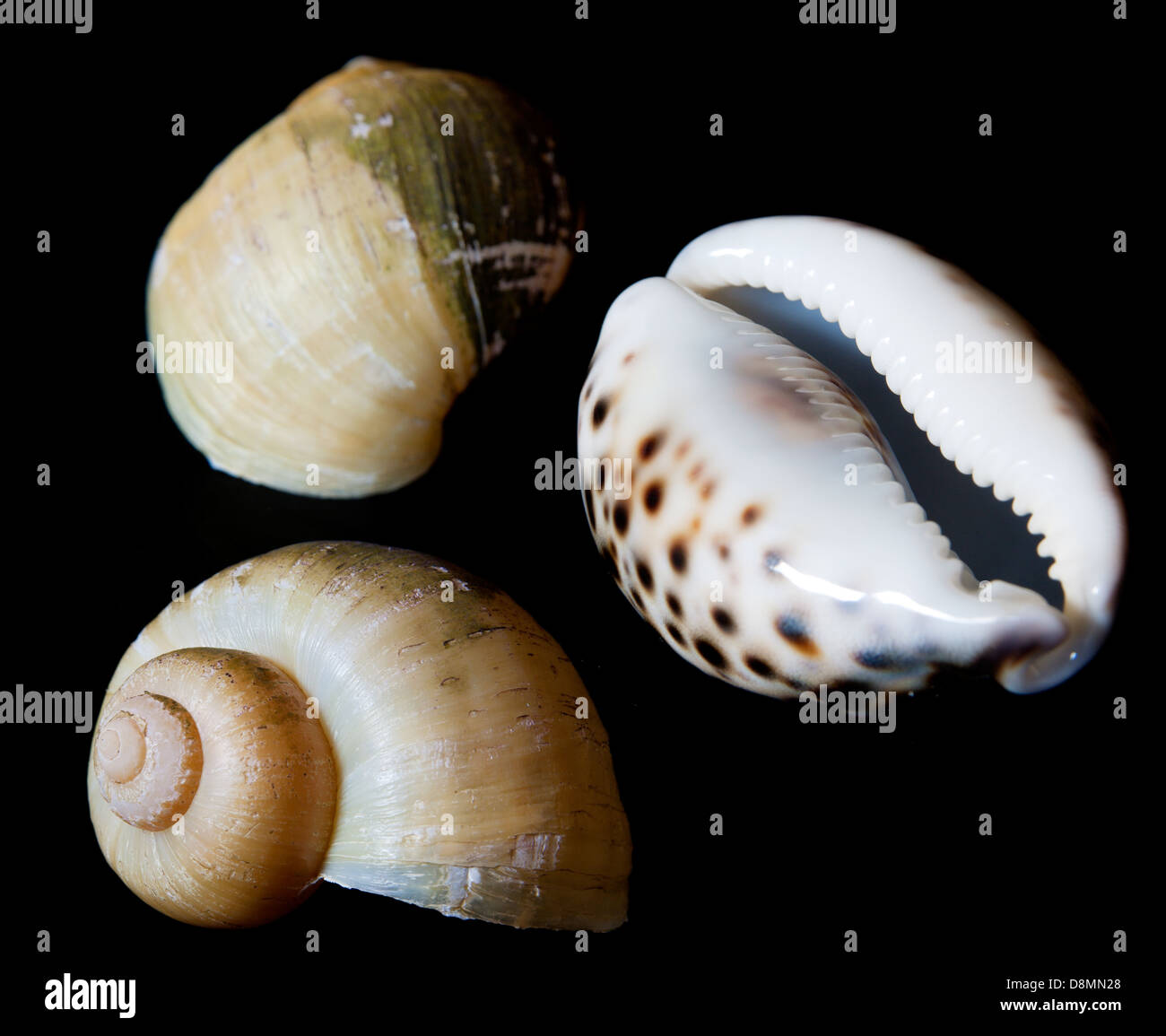 Seashells isolated with clipping path Stock Photo - Alamy