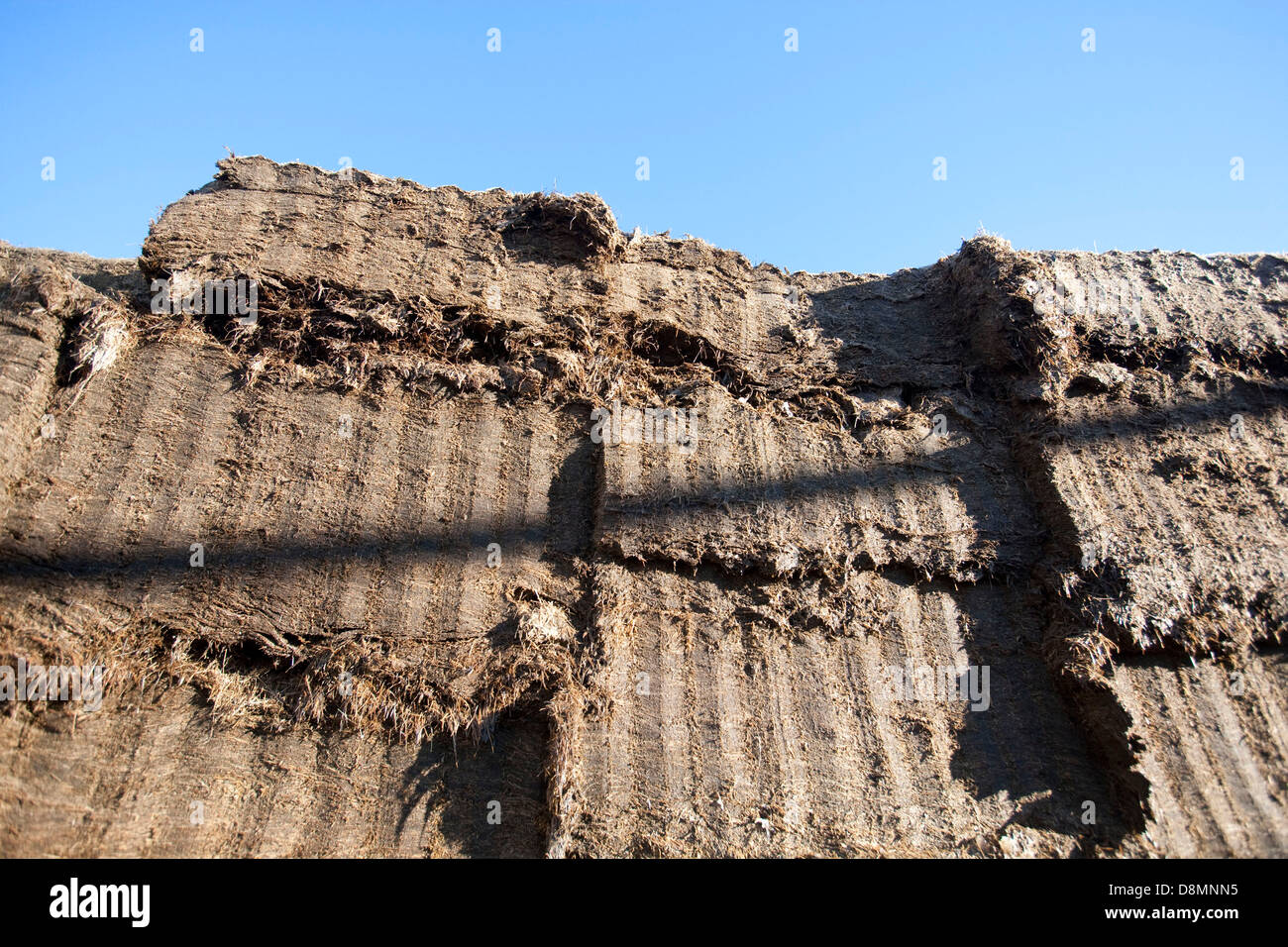 A clamp of grass silage with a face where a block cutter has been used ...