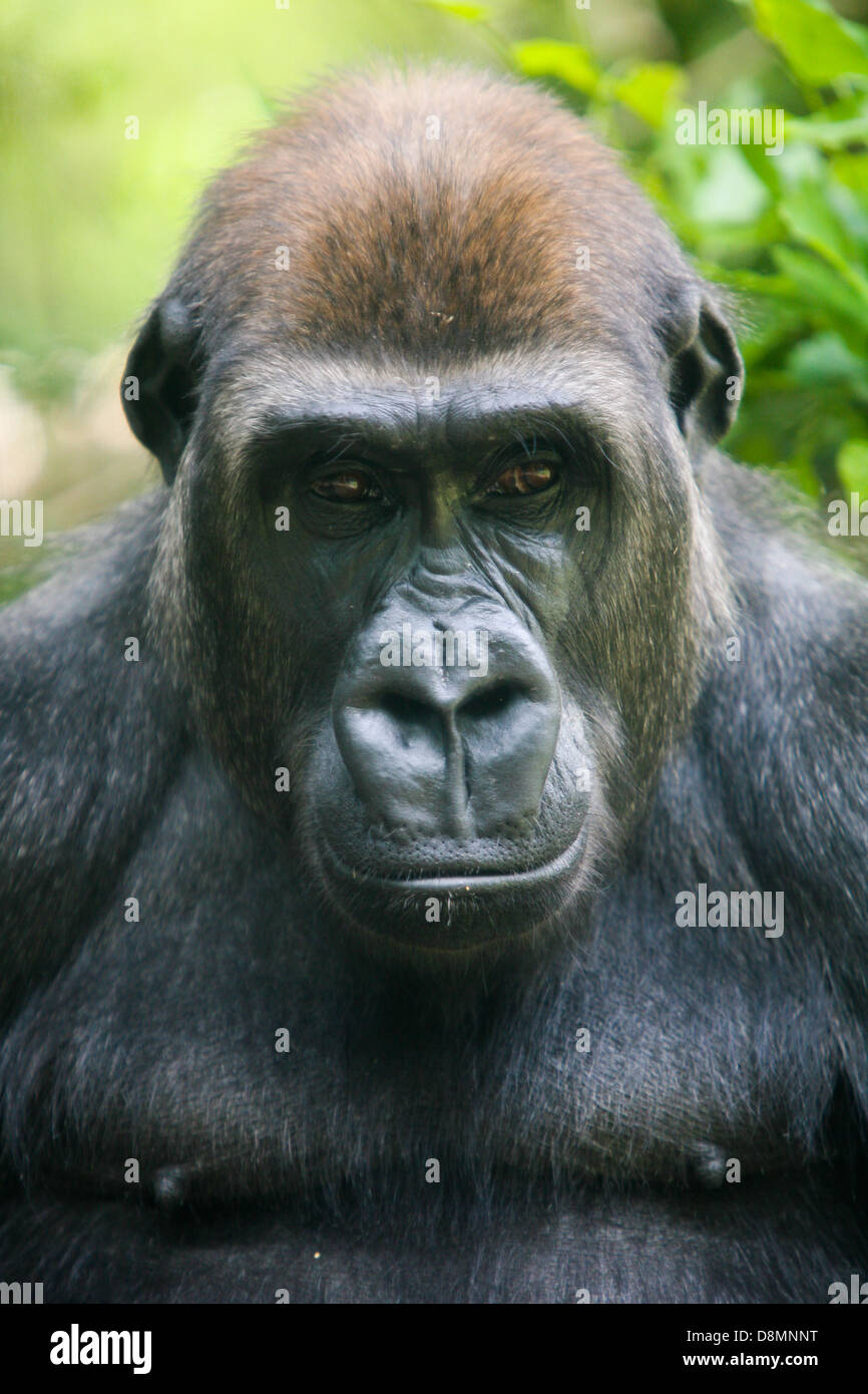 Sad Gorilla High Resolution Stock Photography and Images - Alamy
