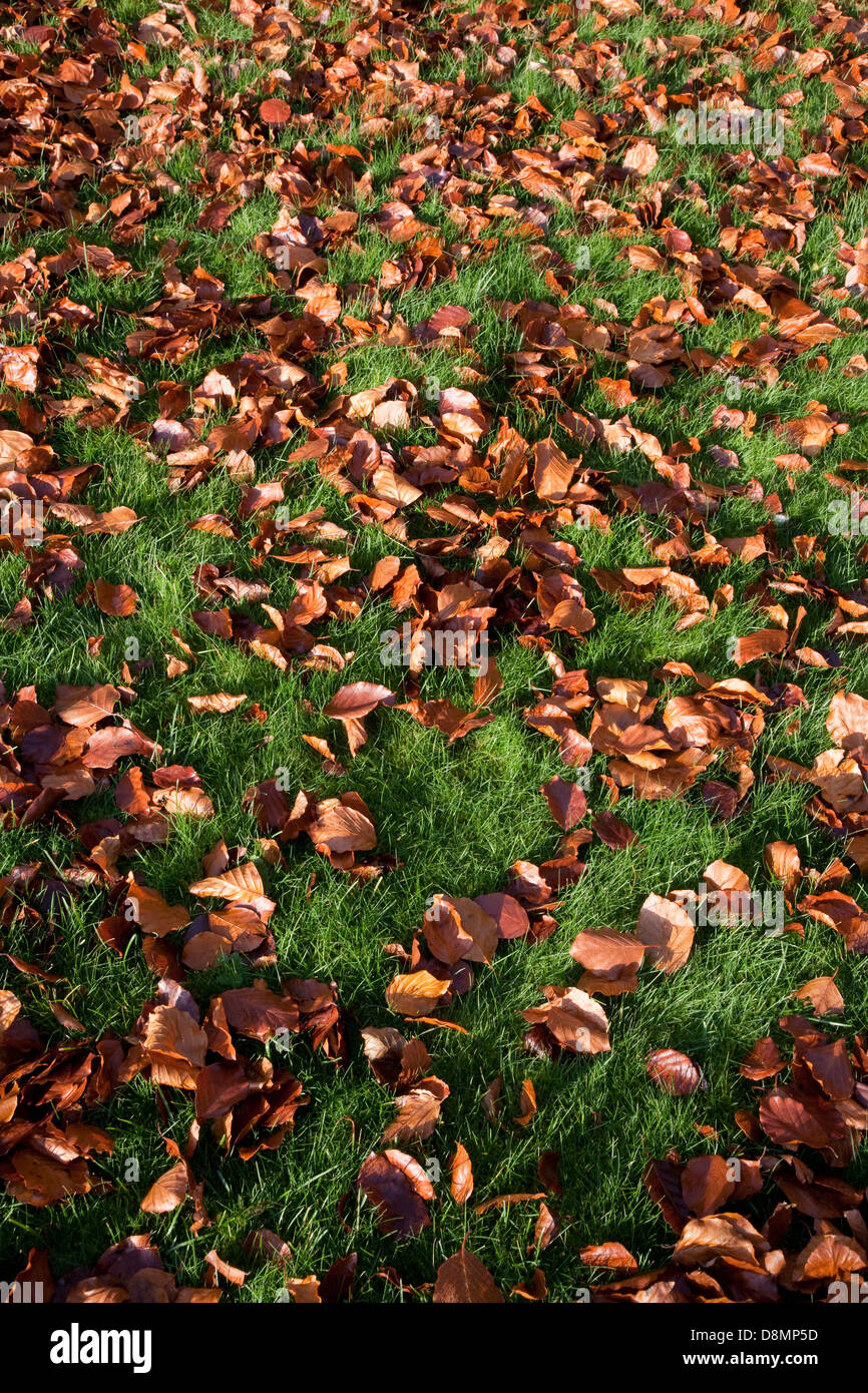 Beech leaves on a garden lawn Stock Photo - Alamy