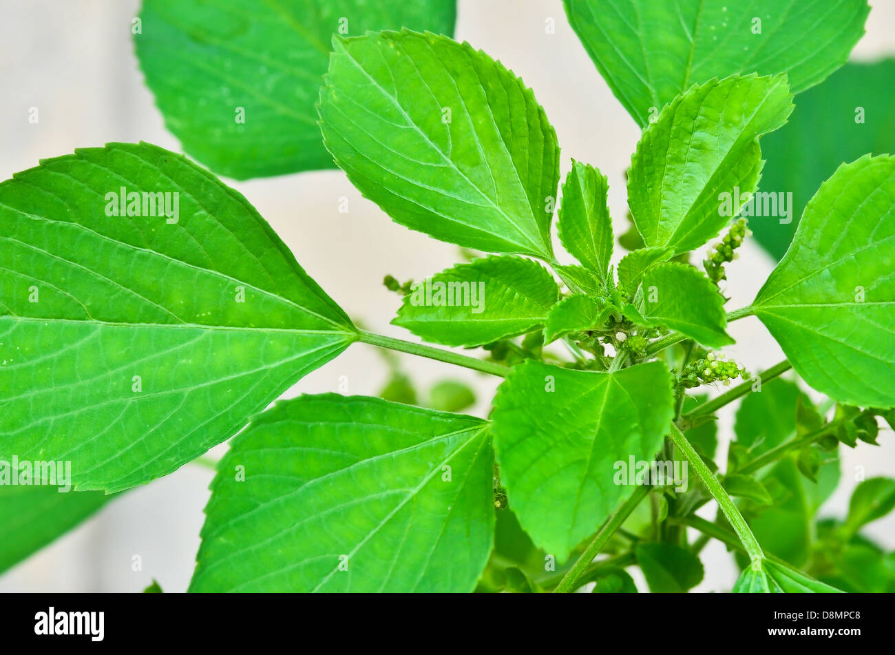 Balm leaves close up Stock Photo - Alamy