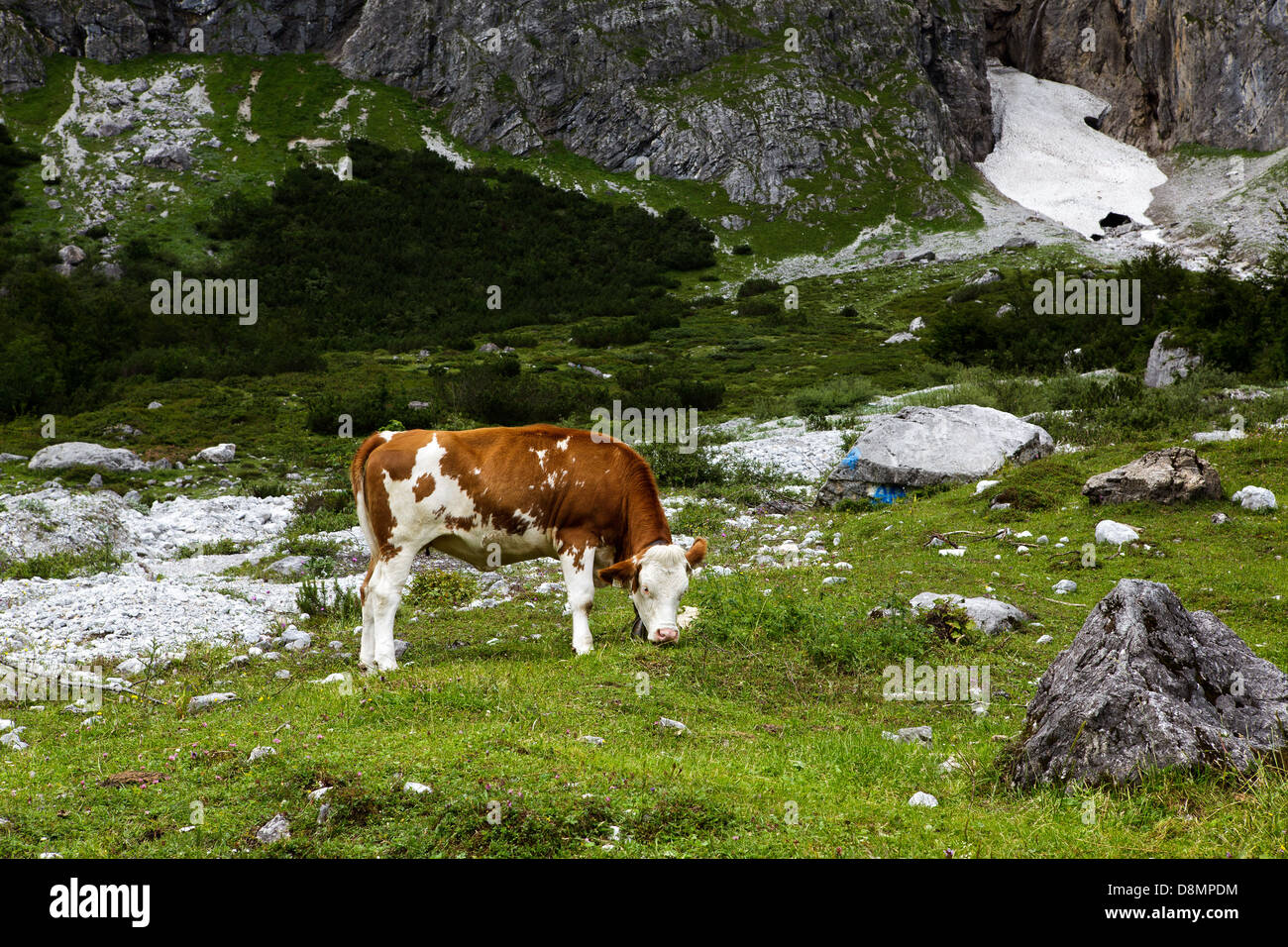 Cows on Mountain Pasture Stock Photo - Alamy