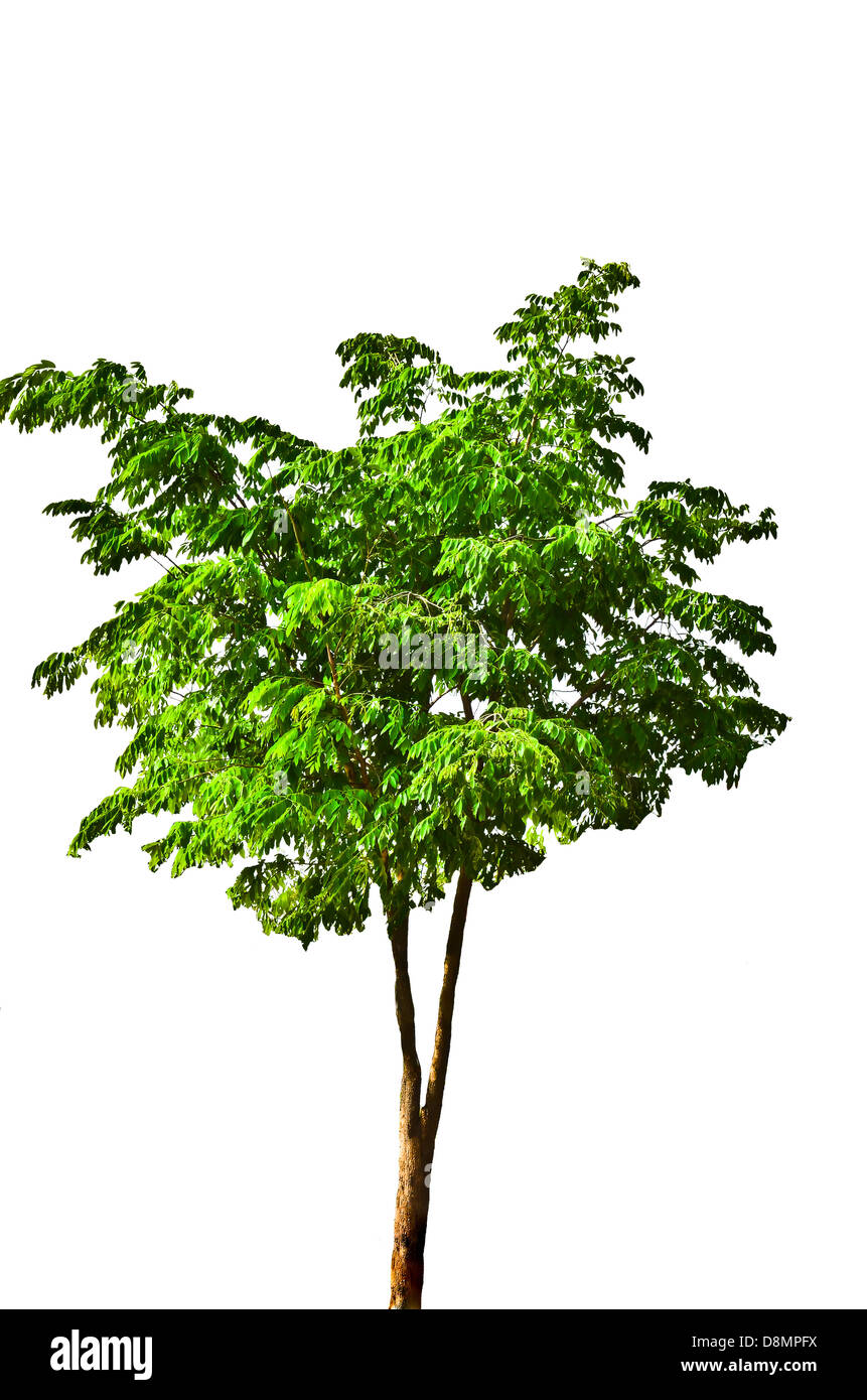 Cassia fistula tree Stock Photo - Alamy