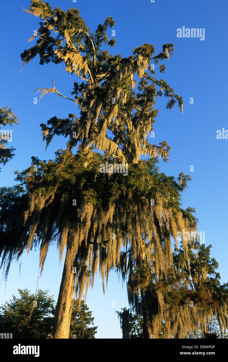 Elk283-4576v Louisiana, Cajun Country, Morgan City, Lake Palourde ...
