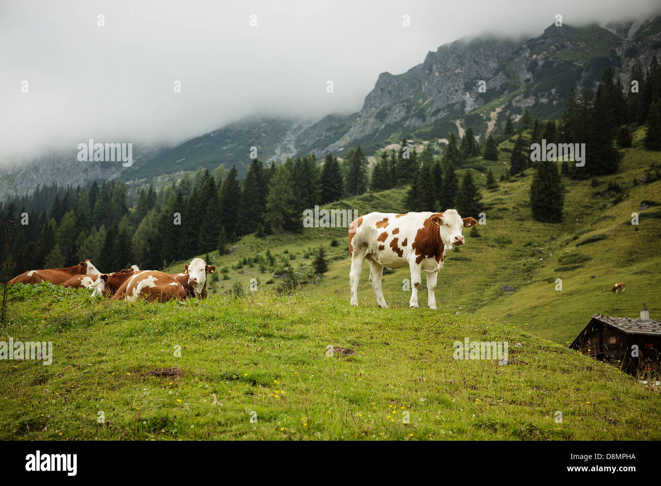 Cows on Alpine Pasture Stock Photo - Alamy
