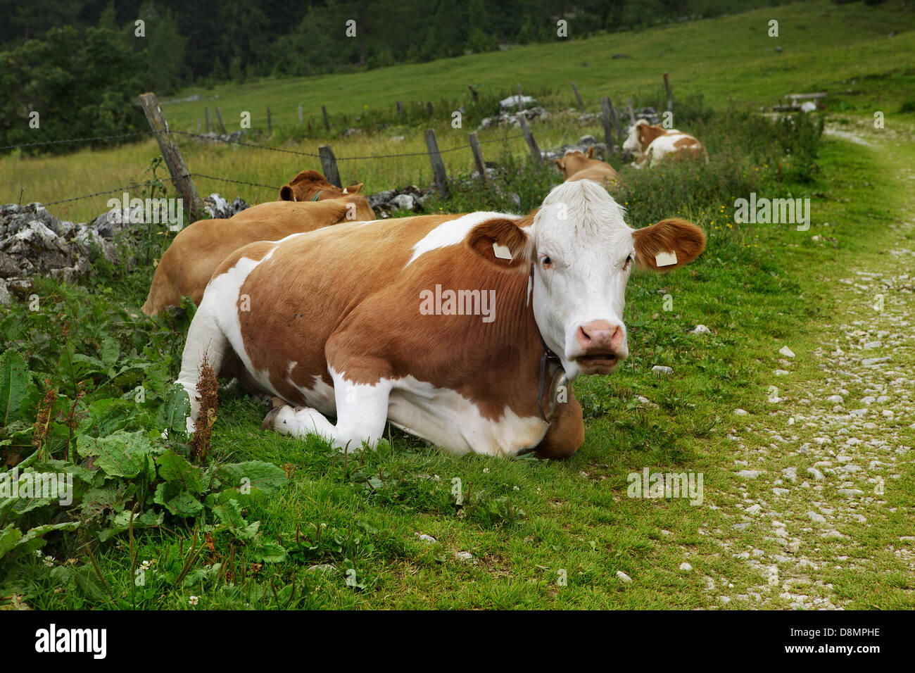 Cows on Alpine Pasture Stock Photo - Alamy