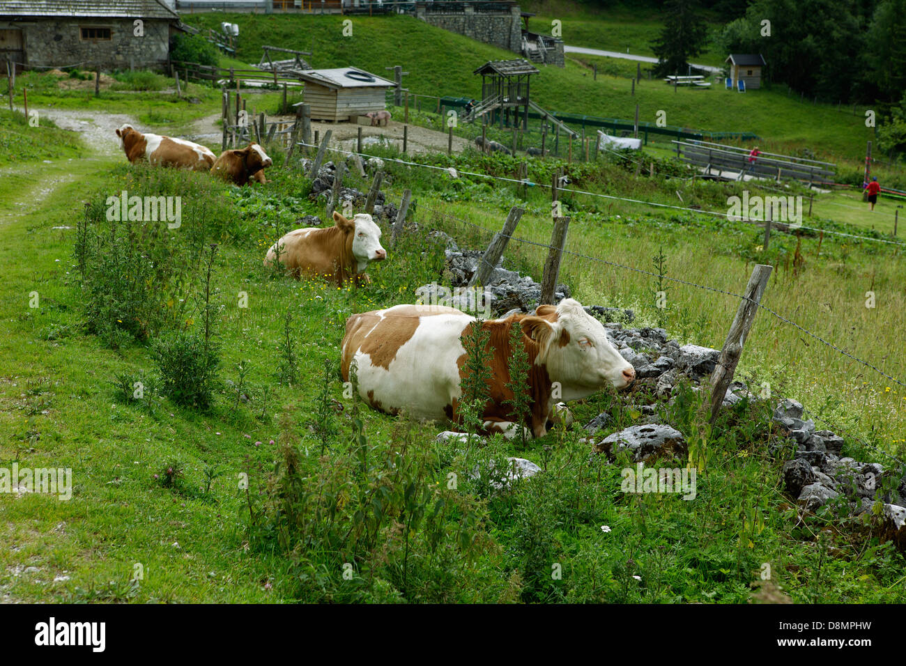 Cows on Alpine Pasture Stock Photo - Alamy