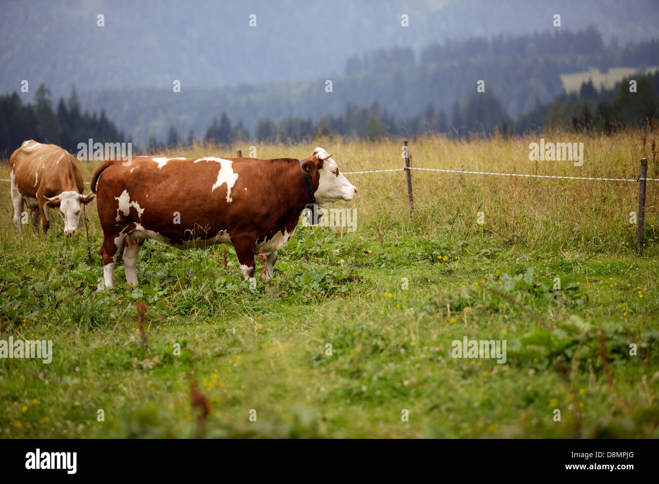 Cows on Alpine Pasture Stock Photo - Alamy