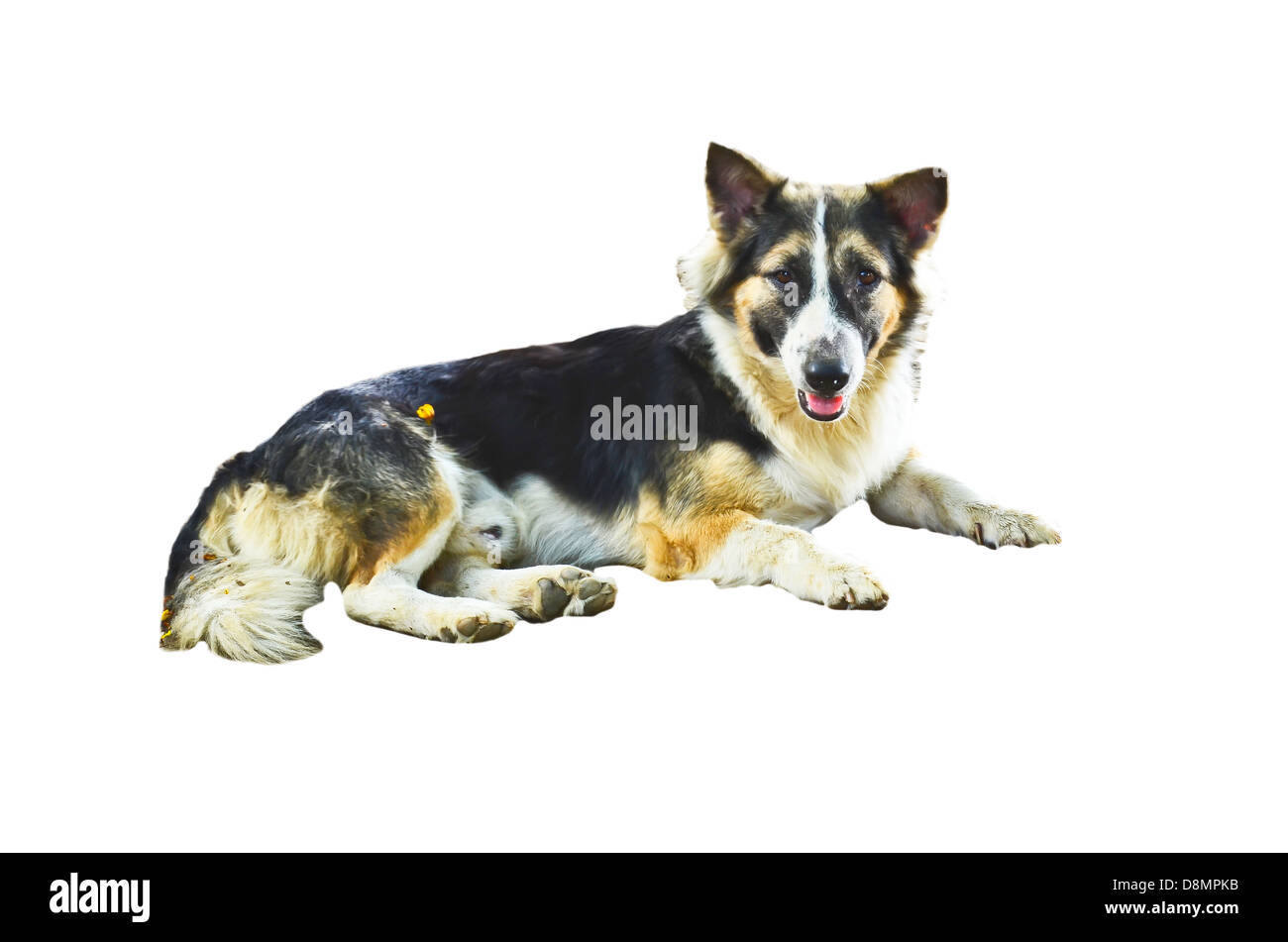 Laying Cut Out Stock Images & Pictures - Alamy