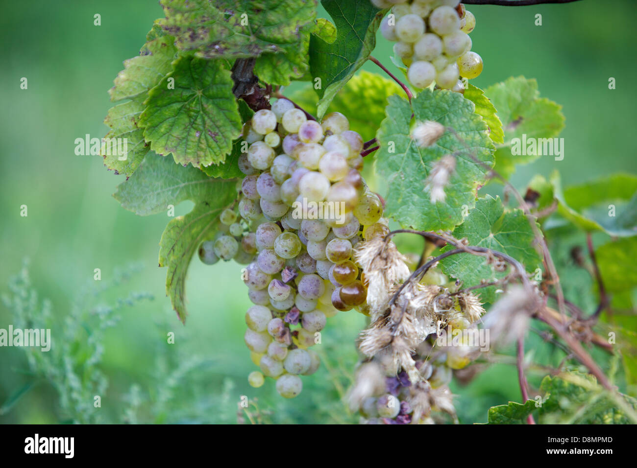 Ripe White Grapes Stock Photo - Alamy