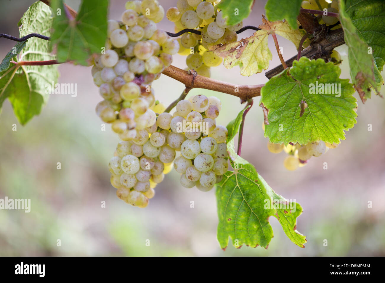 Ripe White Grapes Stock Photo - Alamy