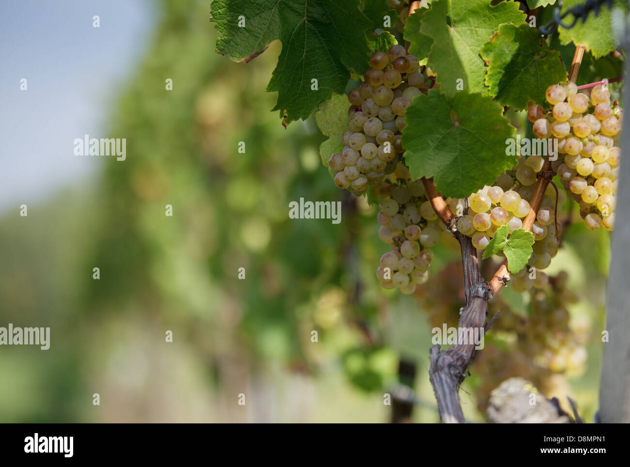 Ripe White Grapes Stock Photo - Alamy