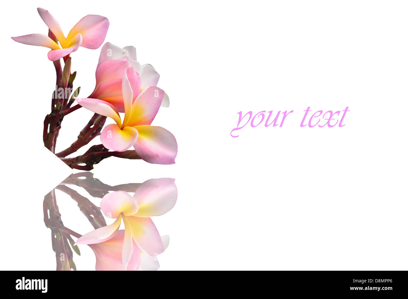 Frangipani garden Cut Out Stock Images & Pictures - Alamy