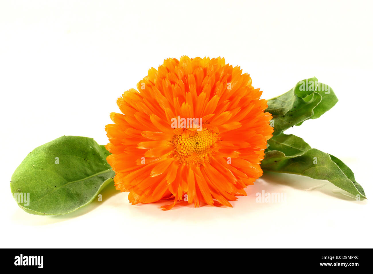 Marigold hi-res stock photography and images - Alamy