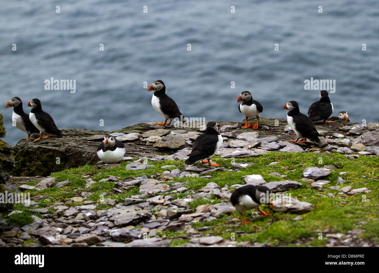 Group of puffins Stock Photo - Alamy