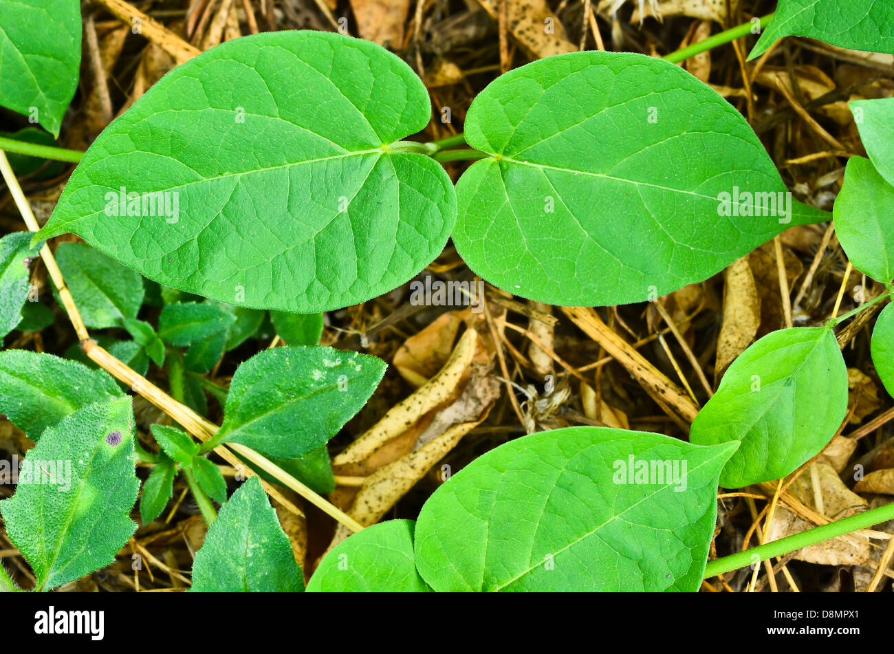Fresh leaves on the dry leaves Stock Photo - Alamy