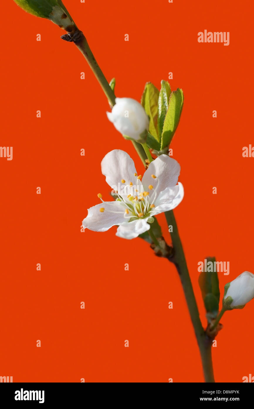 White cherry flower Stock Photo - Alamy