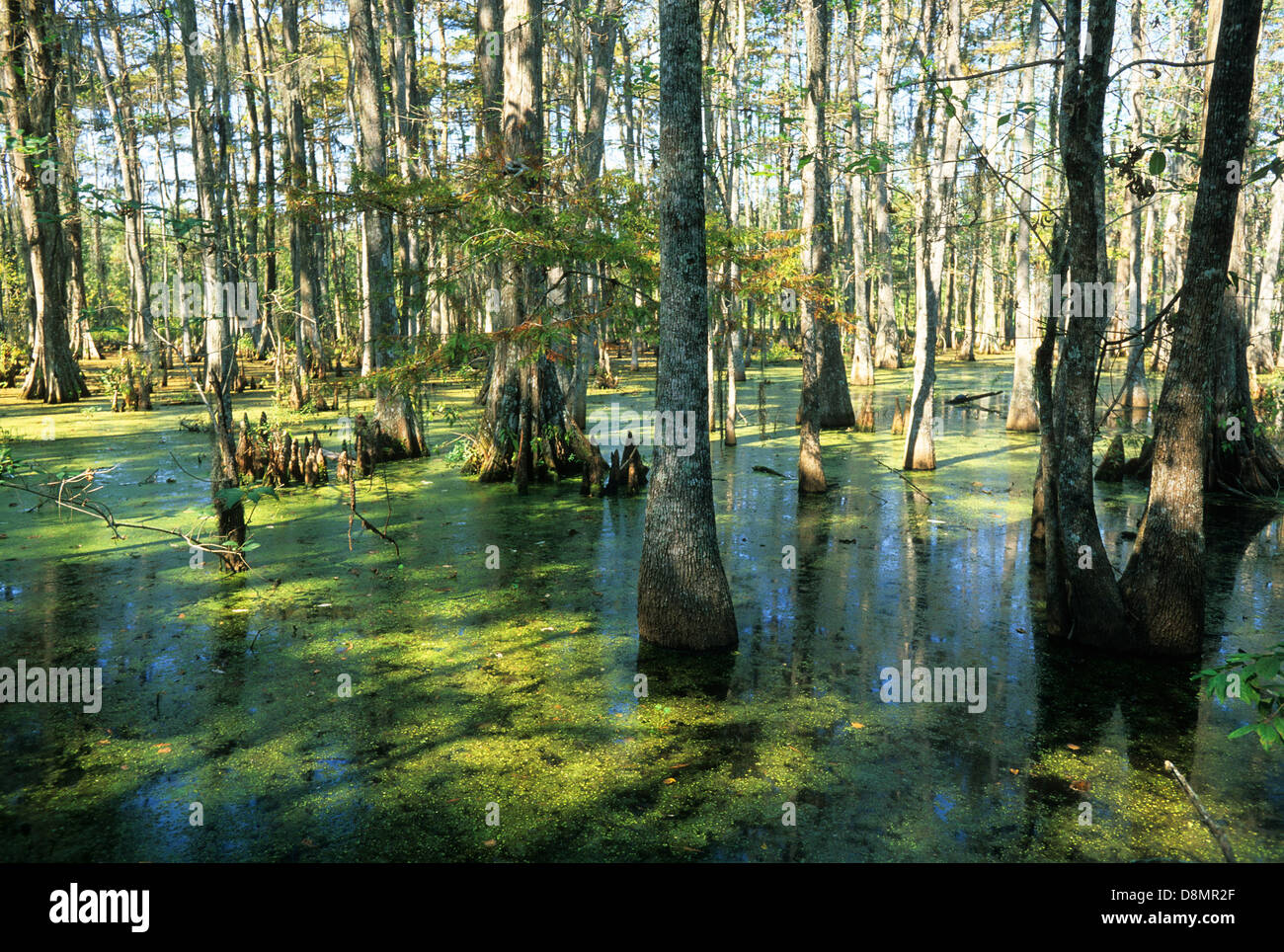 Elk283-4618 Louisiana, Cajun Country, Big Bayou Black, bald cypress ...