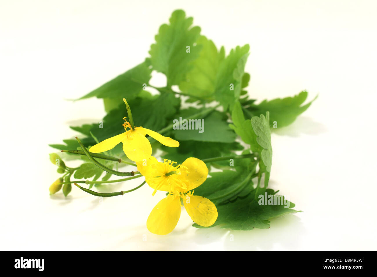 Celandine root hi-res stock photography and images - Alamy