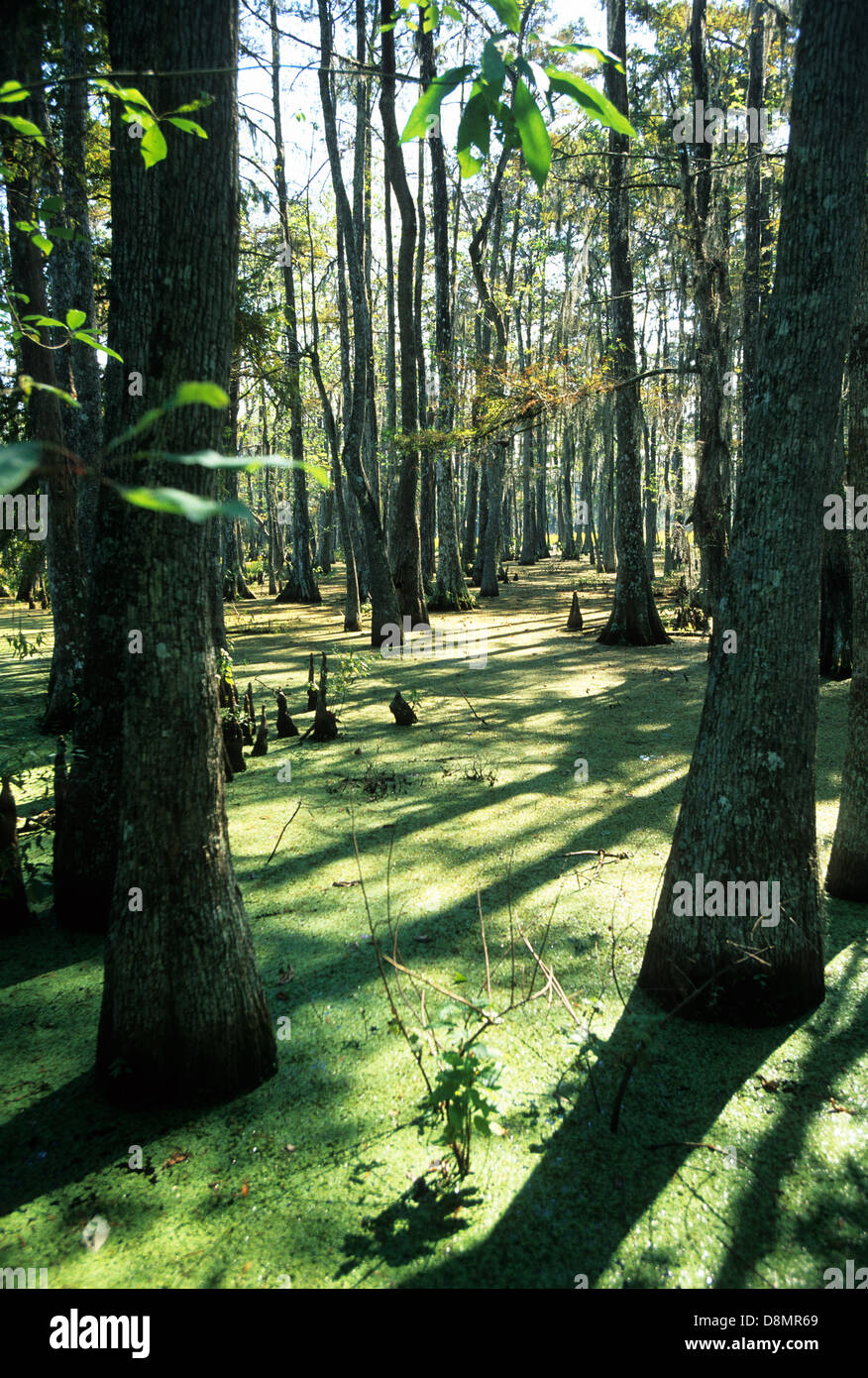 Elk283-4636v Louisiana, Cajun Country, Big Bayou Black, bald cypress ...