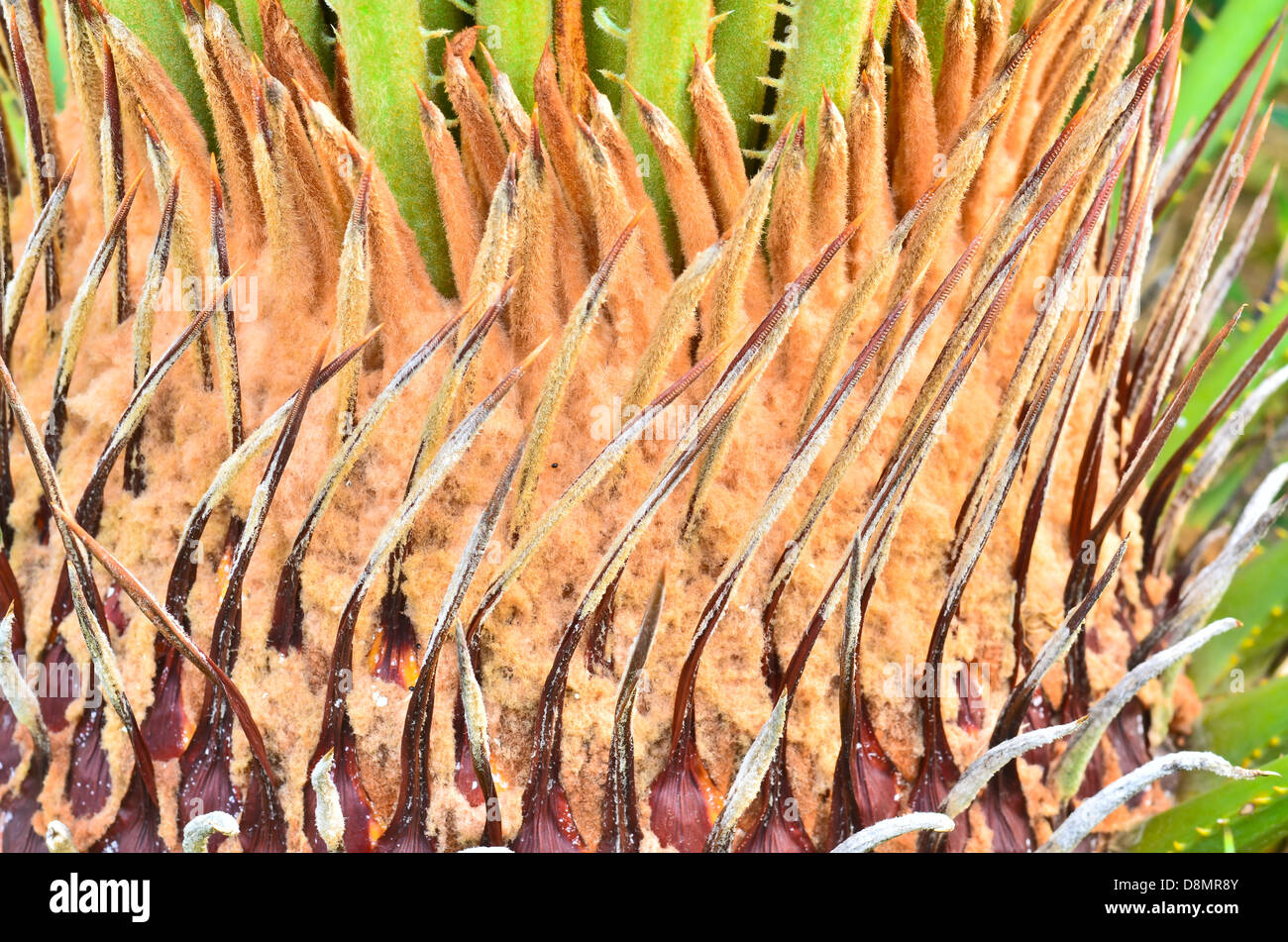 Cycads hi-res stock photography and images - Alamy