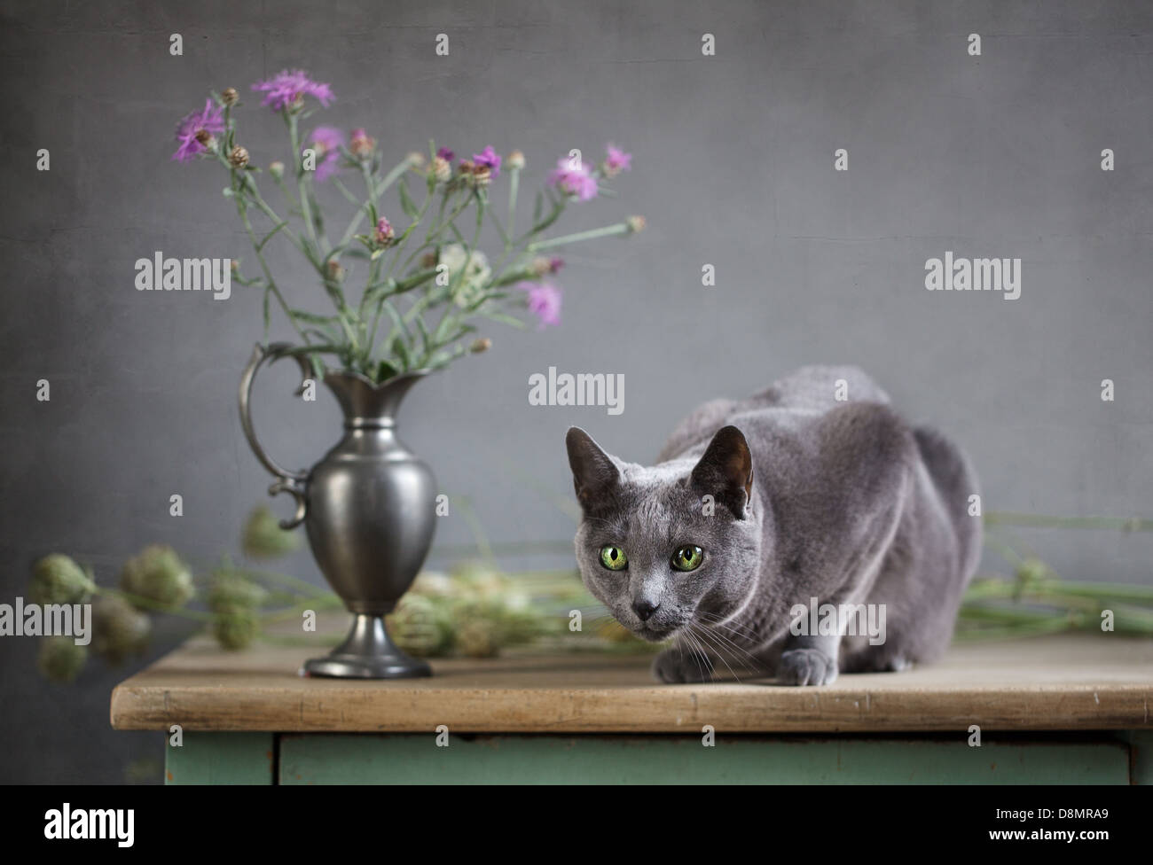 Still Life with Cat Stock Photo - Alamy