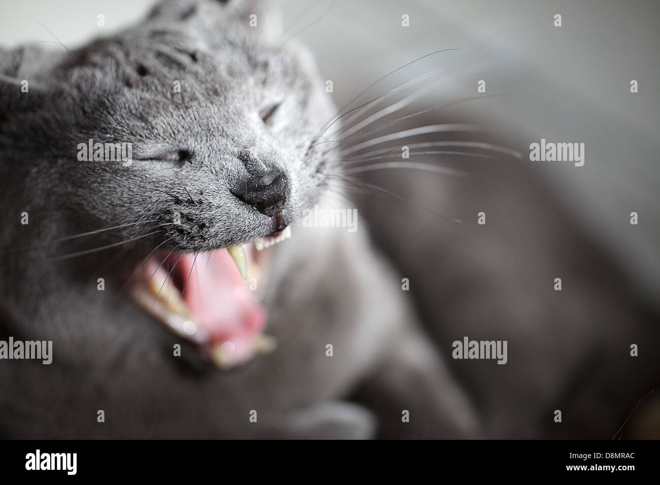 Housecat yawning hi-res stock photography and images - Alamy