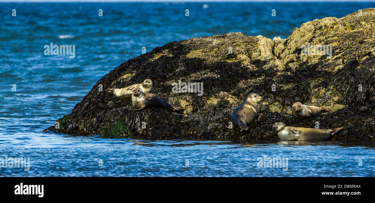 Small colony of seals resting Stock Photo - Alamy