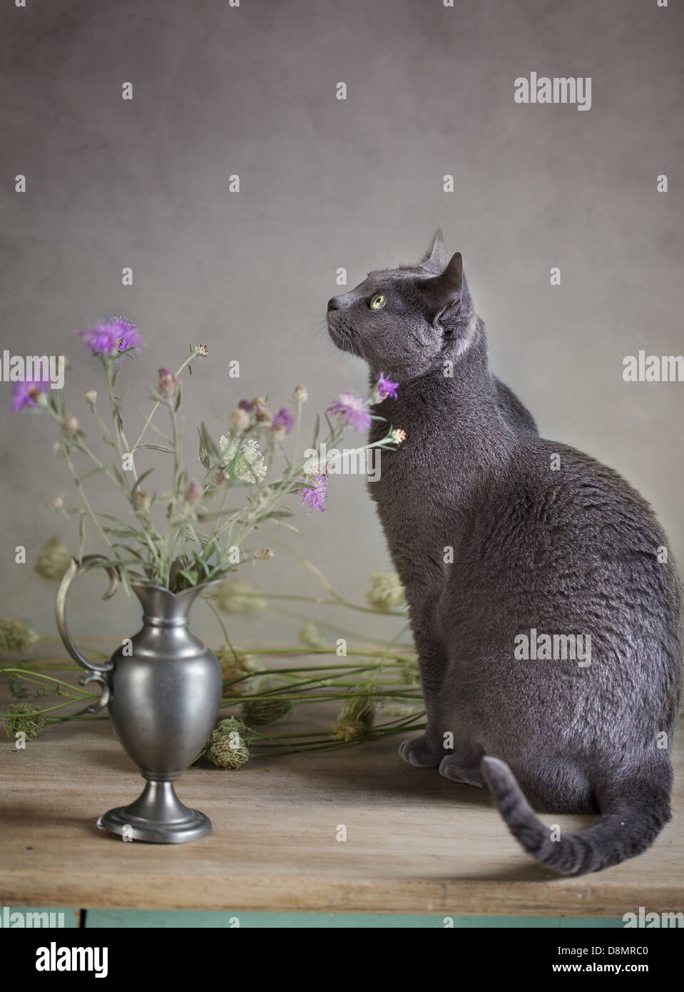 Still Life with Cat Stock Photo - Alamy