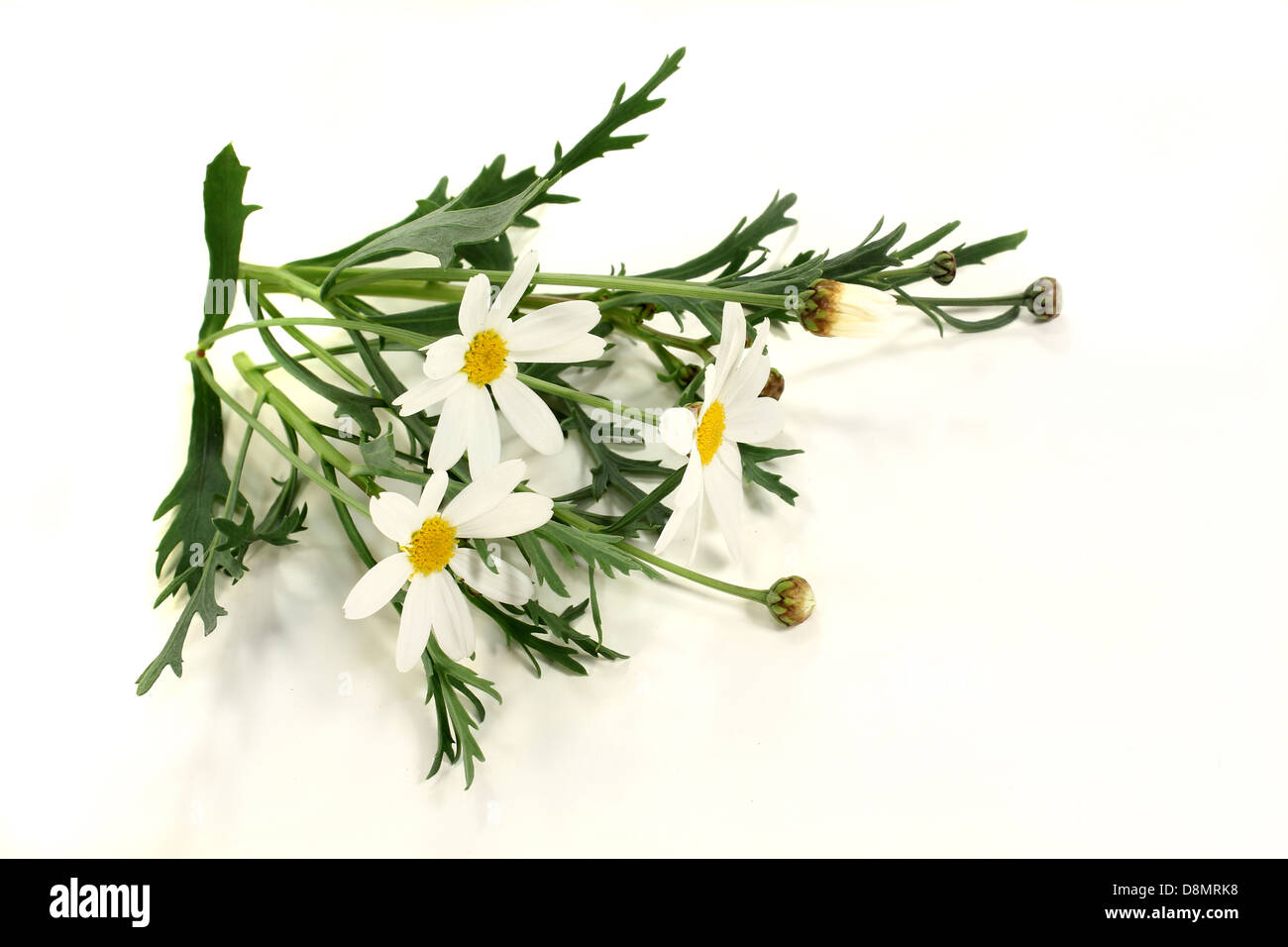 Marguerites for background hi-res stock photography and images - Alamy