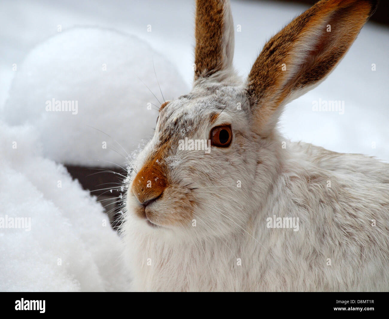 White Rabbit in Winter Stock Photo - Alamy