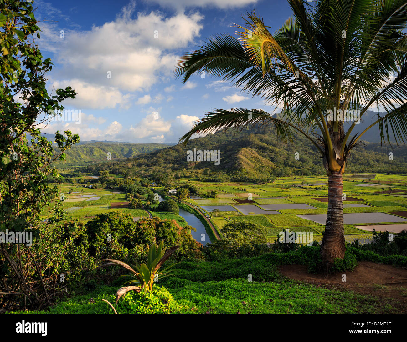 A view overlooking traditional taro fields on the Hawaiian Island of ...