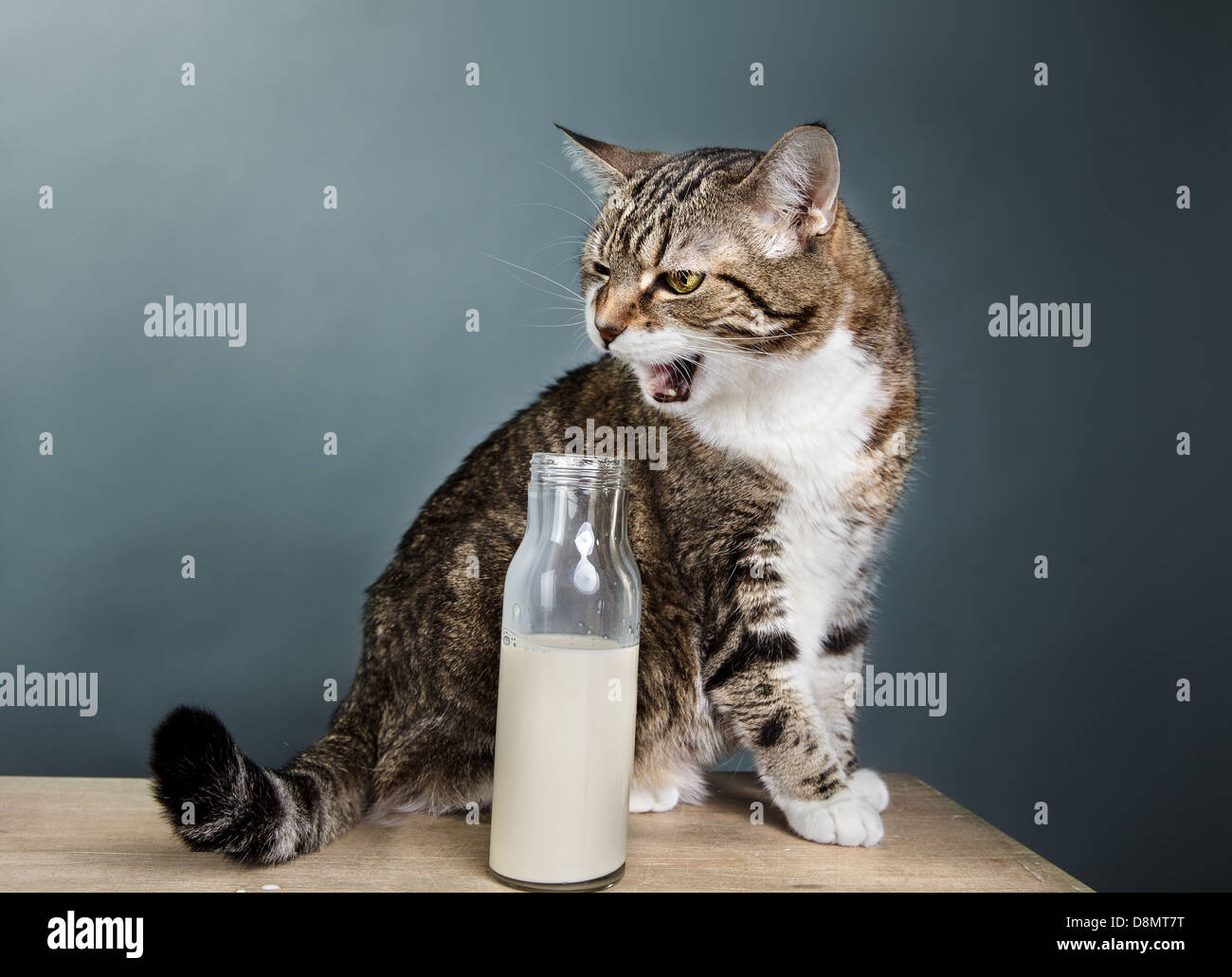 Cat and Milk Stock Photo - Alamy